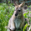 Le Wallaby – Parc Myocastors